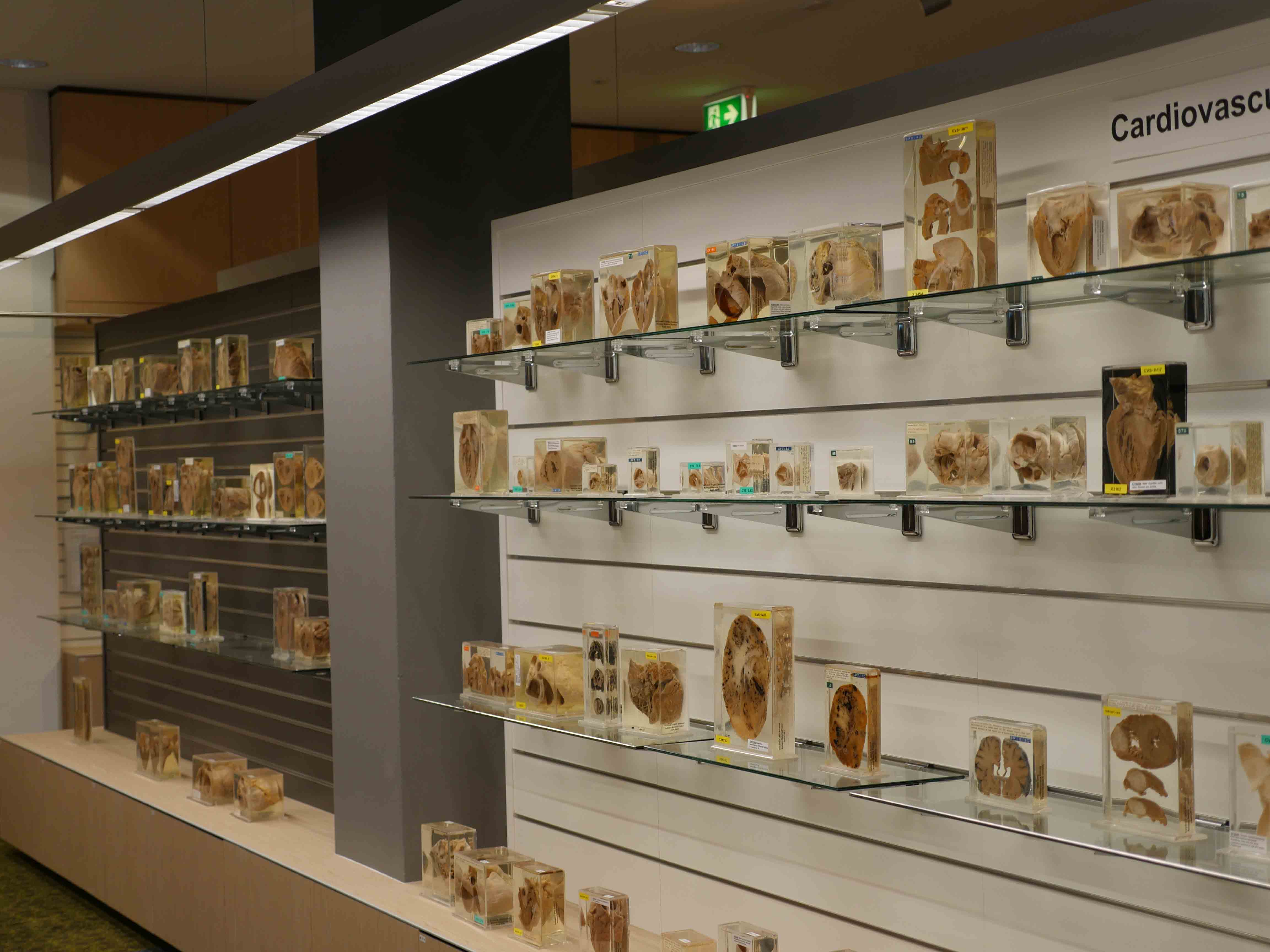 Integrated Pathology Learning Centre - School of Biomedical Sciences ...