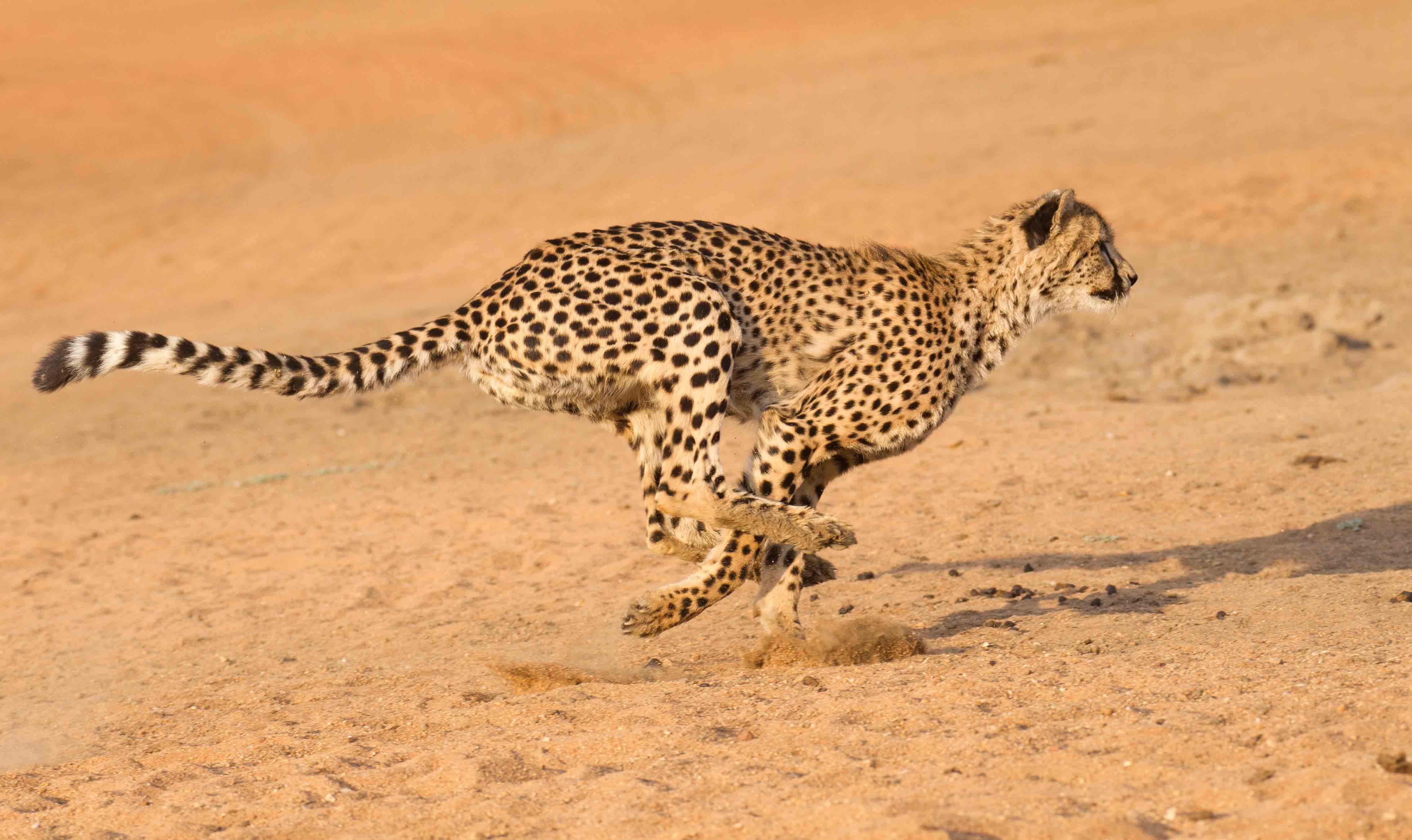 Cheetahs’ unrivalled speed explained by their ‘sweet spot’ size ...